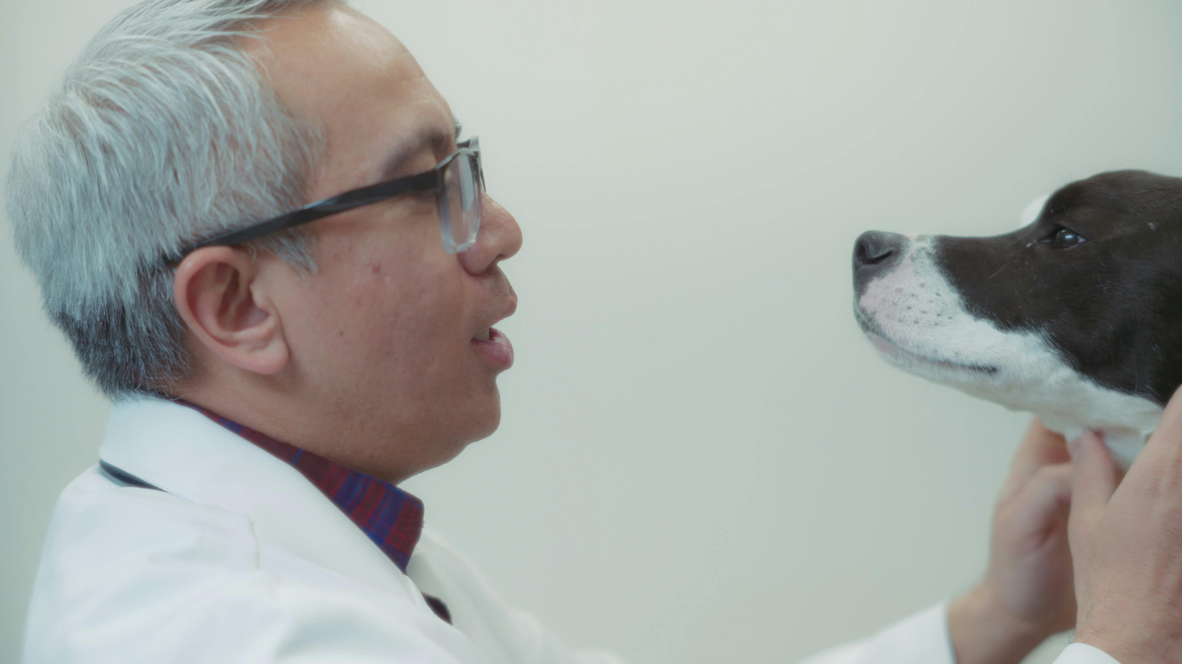 Discover vet-inspection, a story-driven footage | Artlist