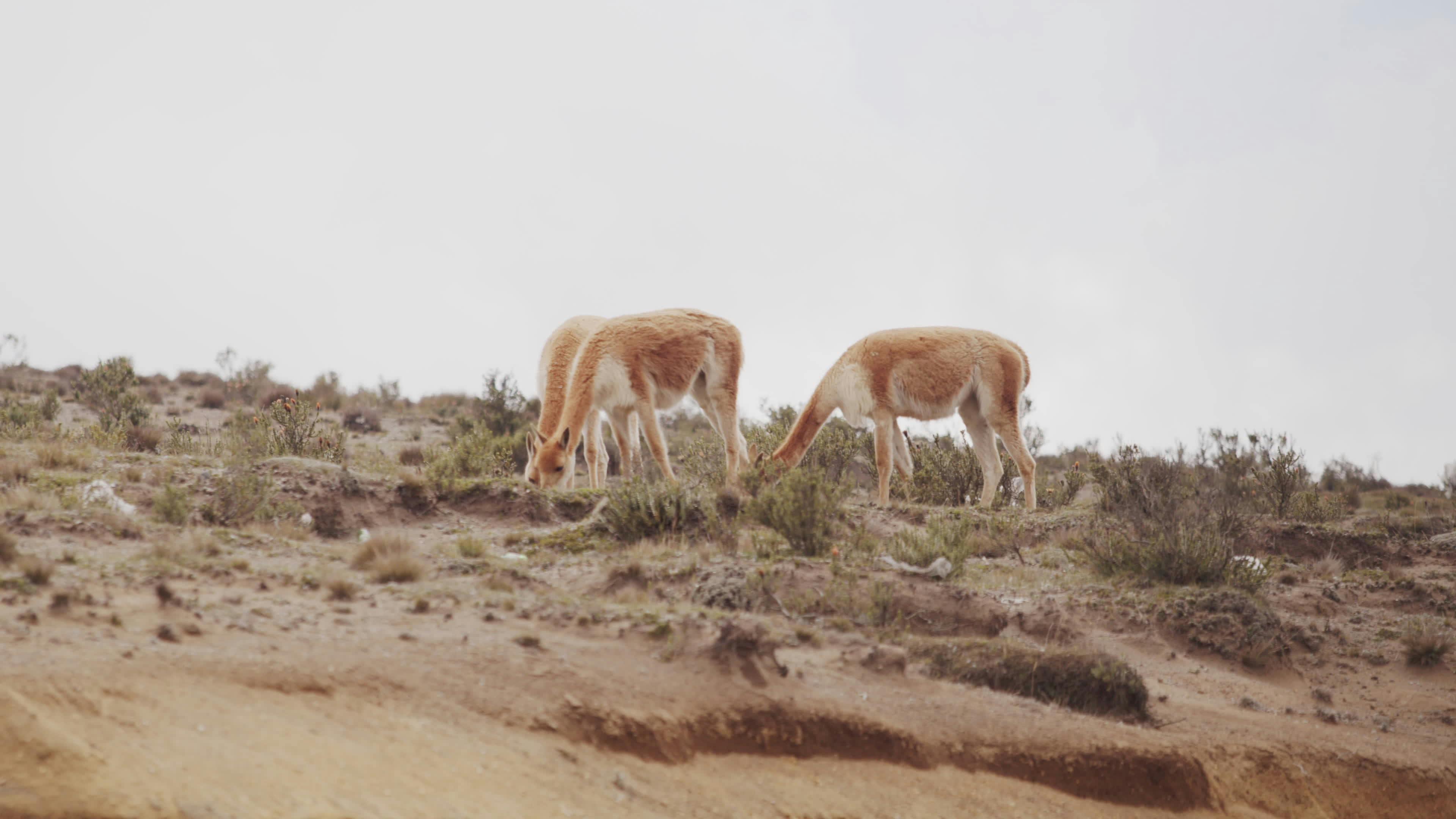 Discover family-of-vicunas, a story-driven footage