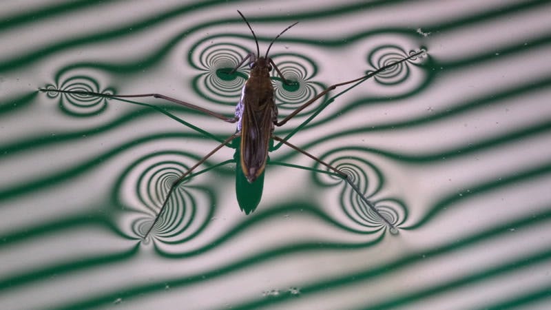 Water Insect, Water Physics, Surface Tension, Floating by Benedikt ...