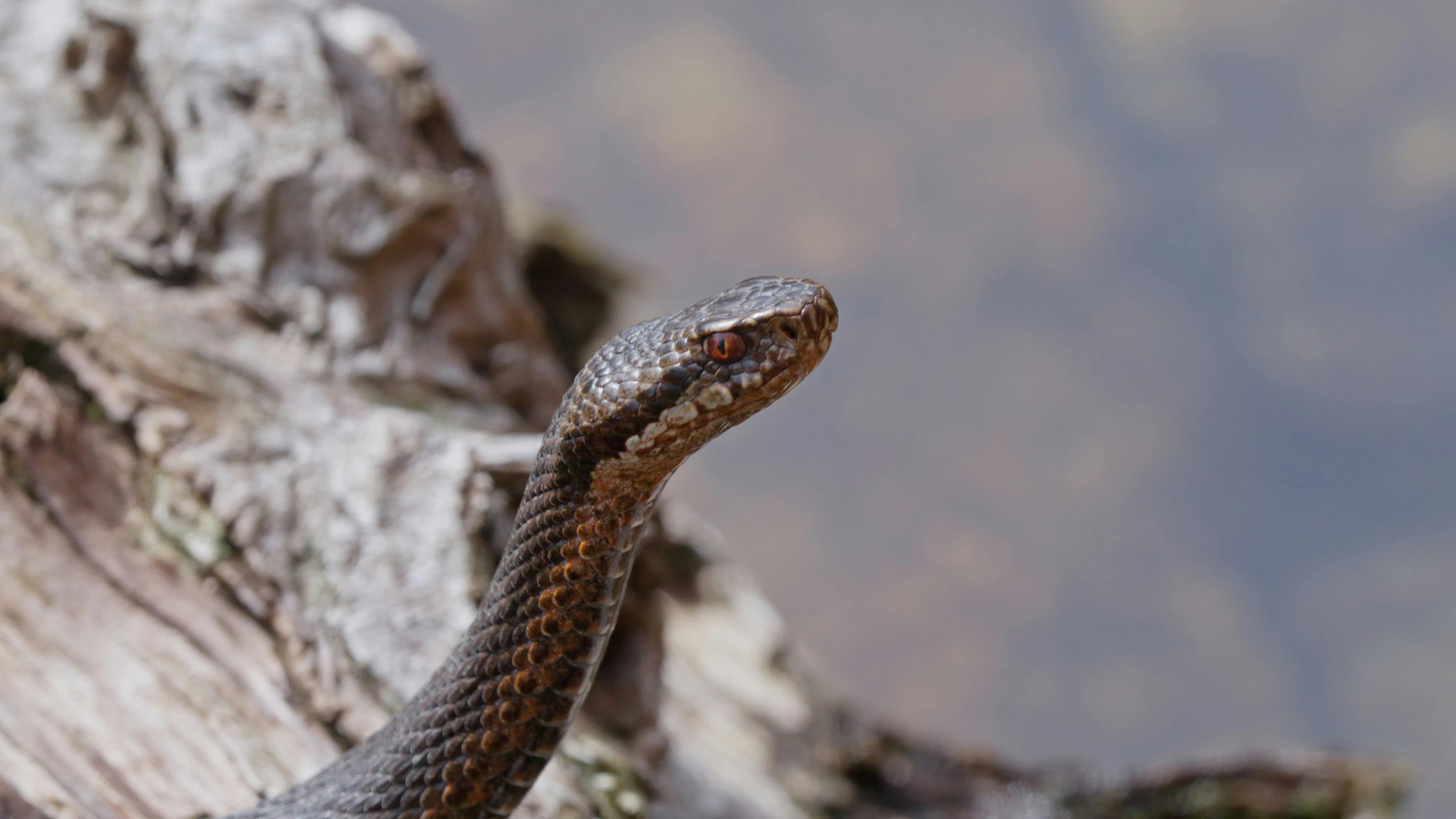 Discover black-european-adder, a story-driven footage | Artlist