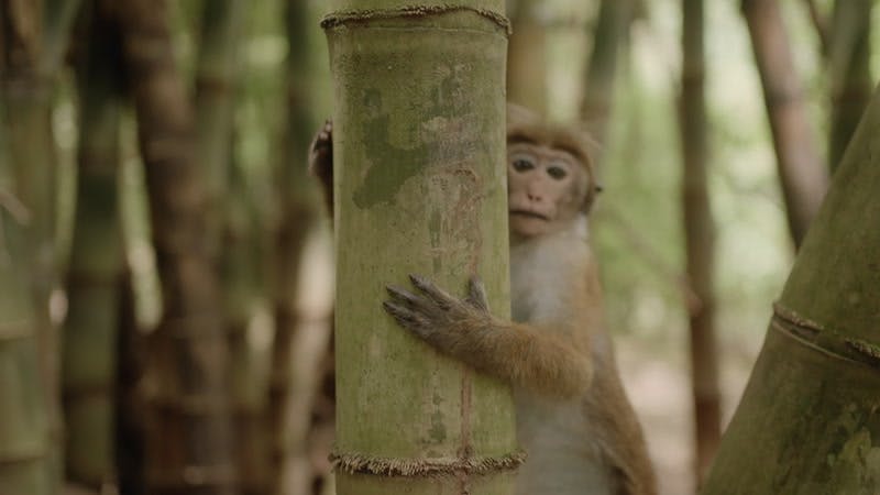 Macaque, Bamboo, Primates, Monkey by peteydx – Stock Footage | Artlist