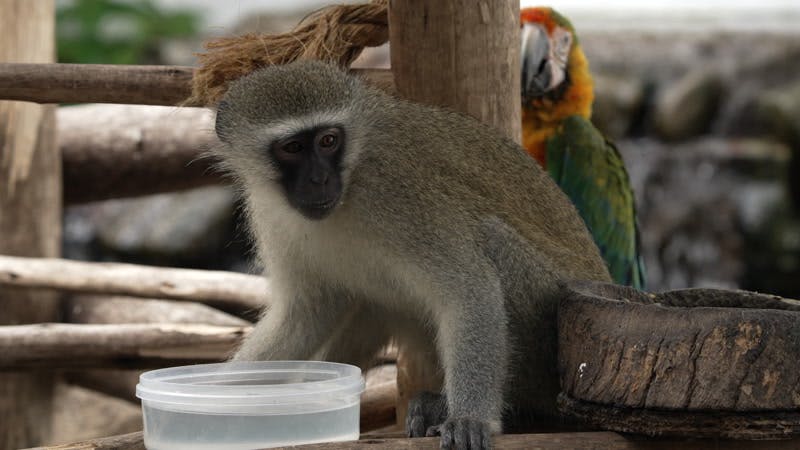 Tropical Bird, Animal, Zoo, Monkey by Anton Herrington – Stock Footage ...