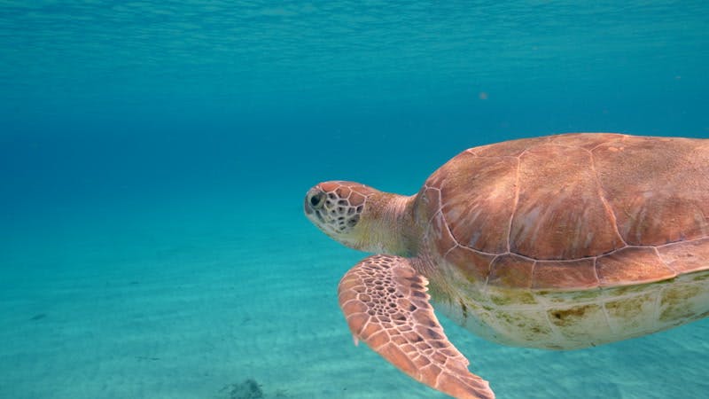 Reptile, Sea Turtle, Ocean, Sunrays by Tilo Kuehnast – Stock Footage ...