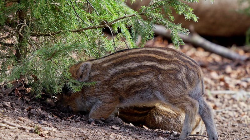 Boarlets, Wild Boar, Sleeping, Eating by Viktor Skaličan – Stock ...