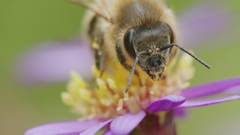 Bee, Flowers, Pollination, Field by Gentle Steps – Stock Footage | Artlist