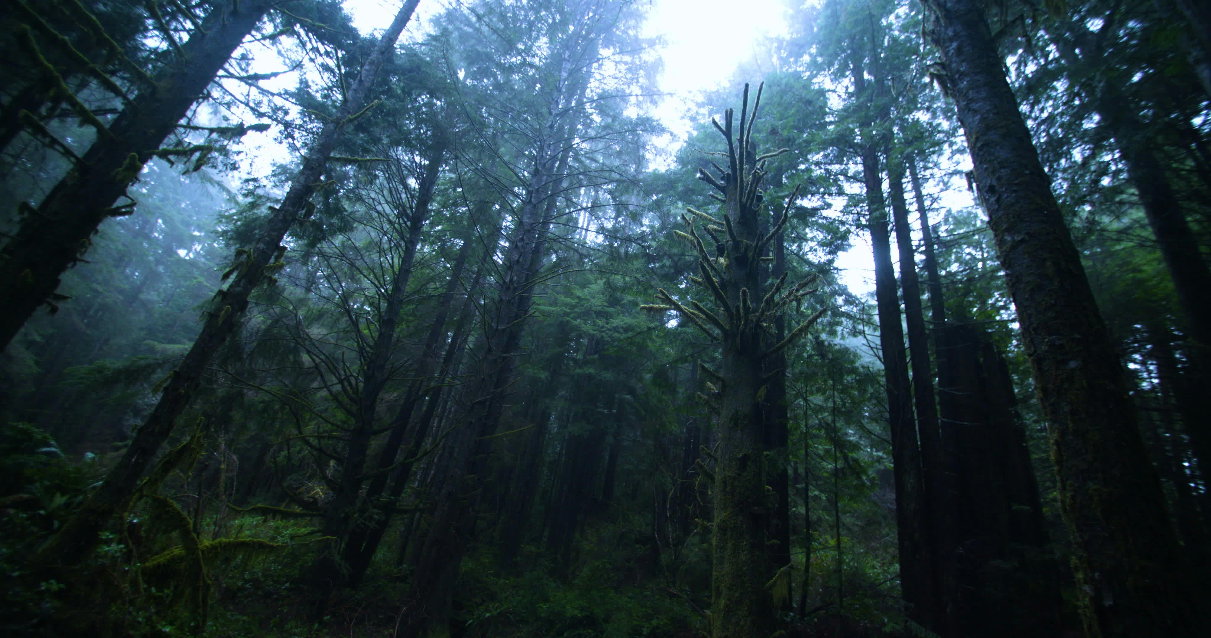 Discover pacific-northwest-forest, a story-driven footage | Artlist