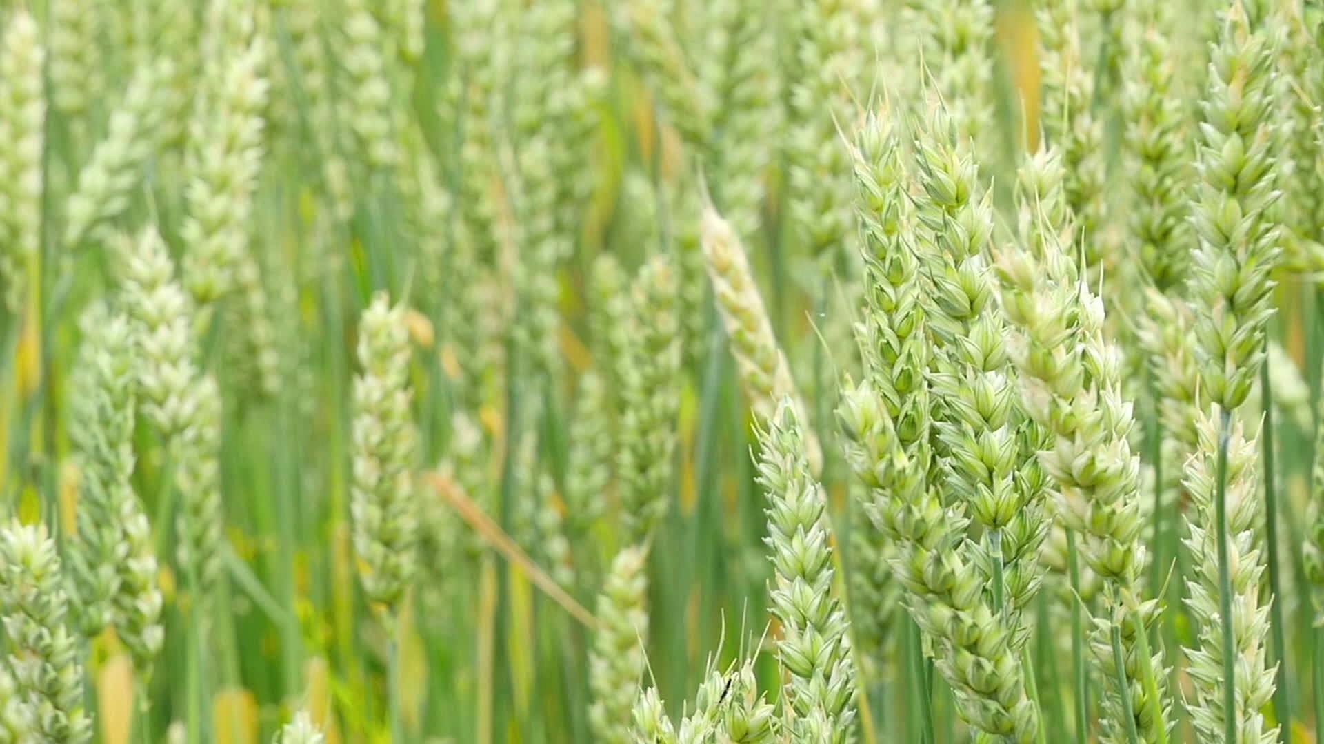 Discover wheat-field, a story-driven footage | Artlist