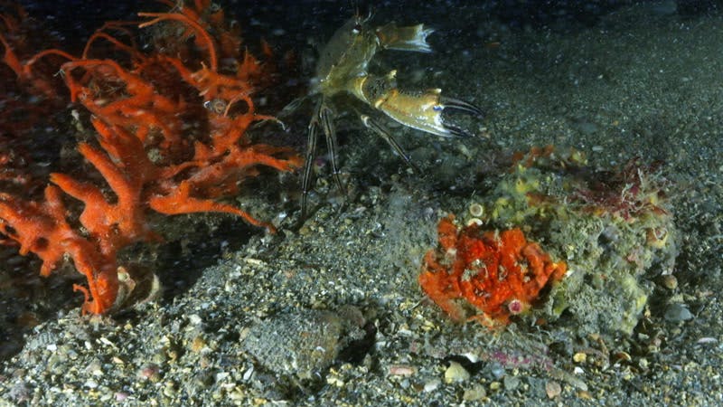 Crab, Arthropods, Sea, Crustacean by Gilles Charvet – Stock Footage ...