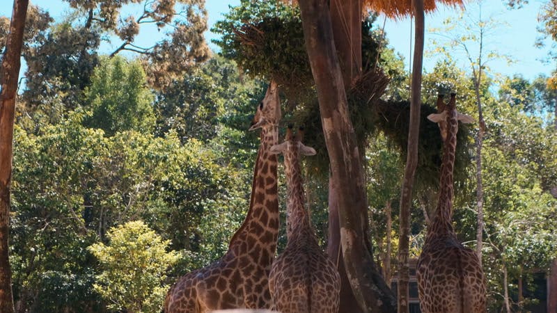 Feeding, Safari Park, Zoo, Tree by Polina Borisova – Stock Footage ...
