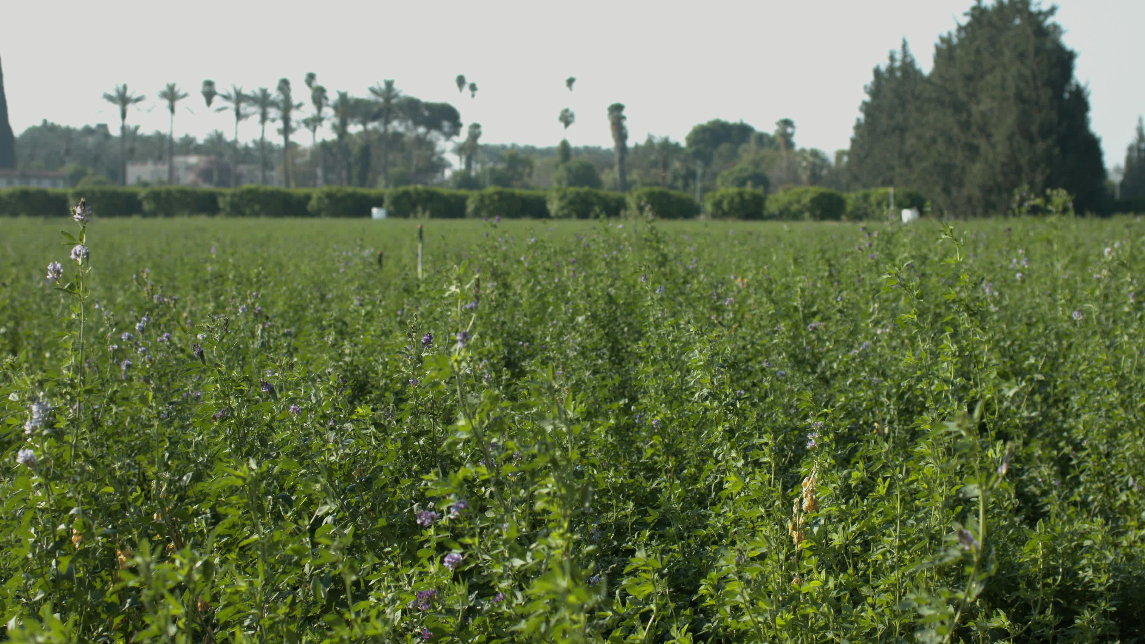 Discover field-crops, a story-driven footage | Artlist