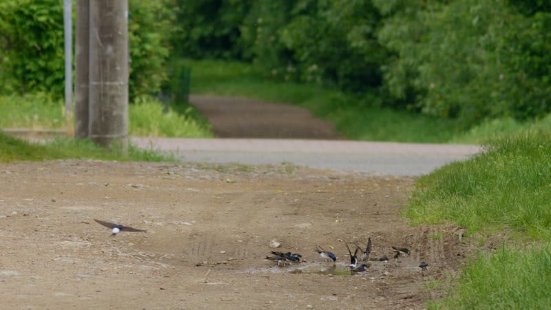 Trees, Flock, Common House Martin, Bird by Lukas Pich – Stock Footage ...