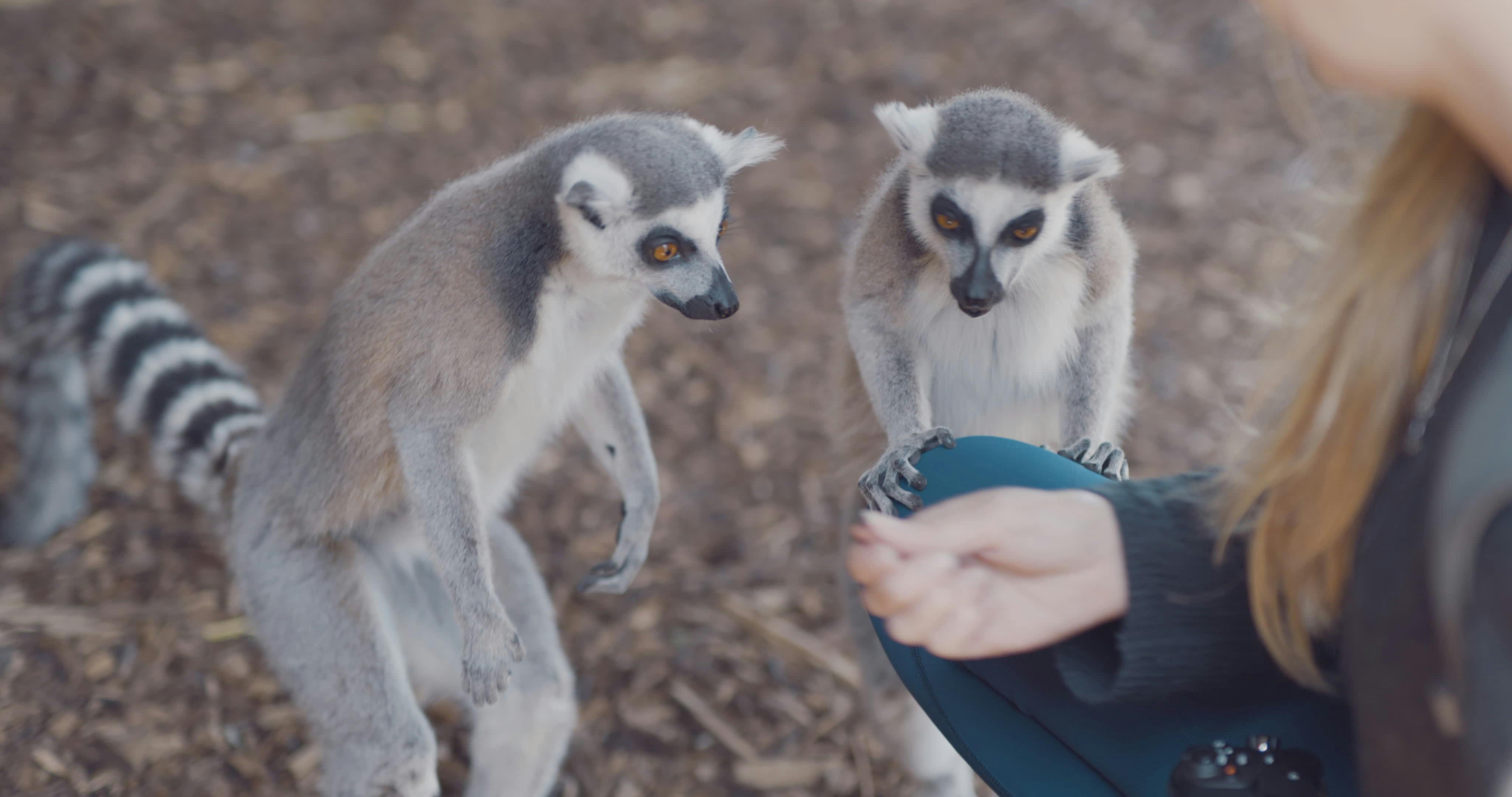 Discover Feeding the Lemurs, a story-driven footage | Artlist