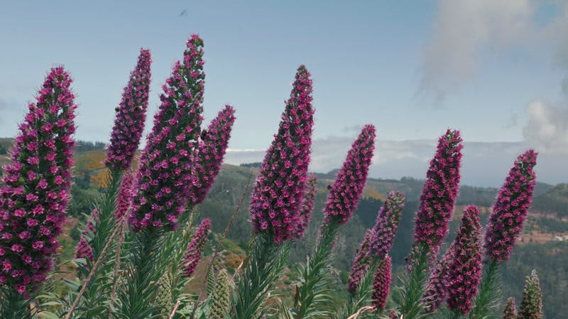 Flowering Plant, Madeira Island, Shrub, Bloom by Prelude Labs – Stock ...