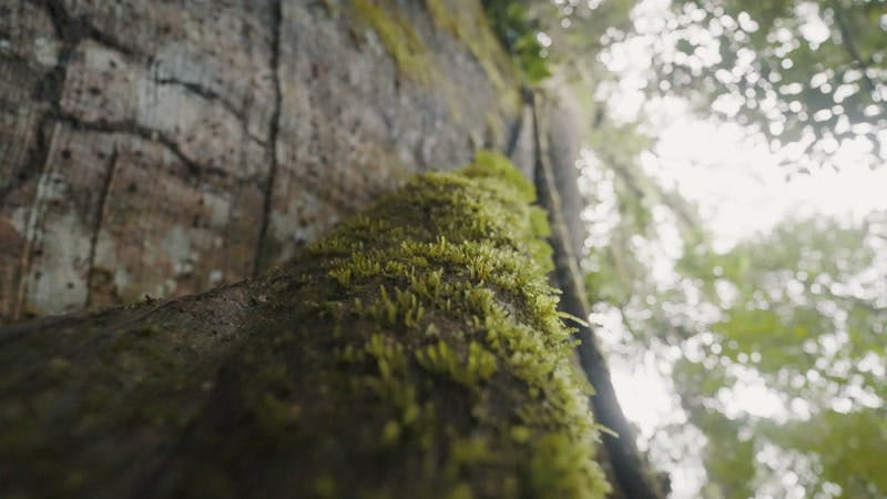 Rainforest, Moss, Tropical, Jungle by Alejandro Campollo – Stock ...