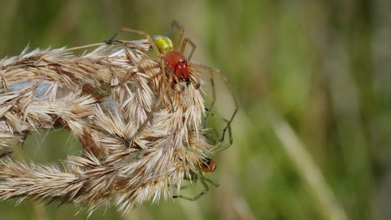 Spiders, Aggressive, Venomous, Spider by Lukas Pich – Stock Footage ...