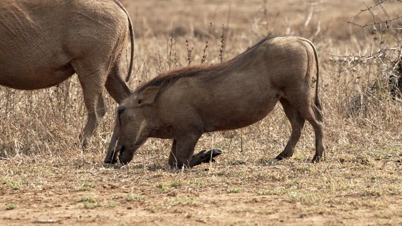 Grazing, Africa, Bush Pig, Wart Hog by Anton Herrington – Stock Footage ...