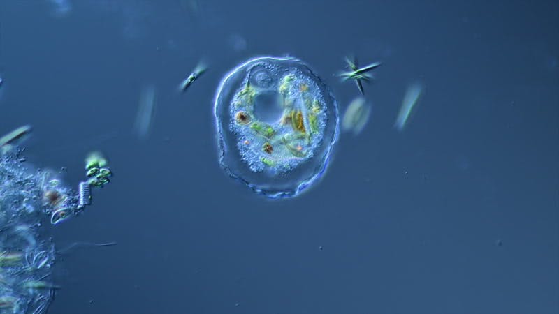 Bacteria, Microorganisms, Microscopic, Marine Life by Benedikt Pleyer ...