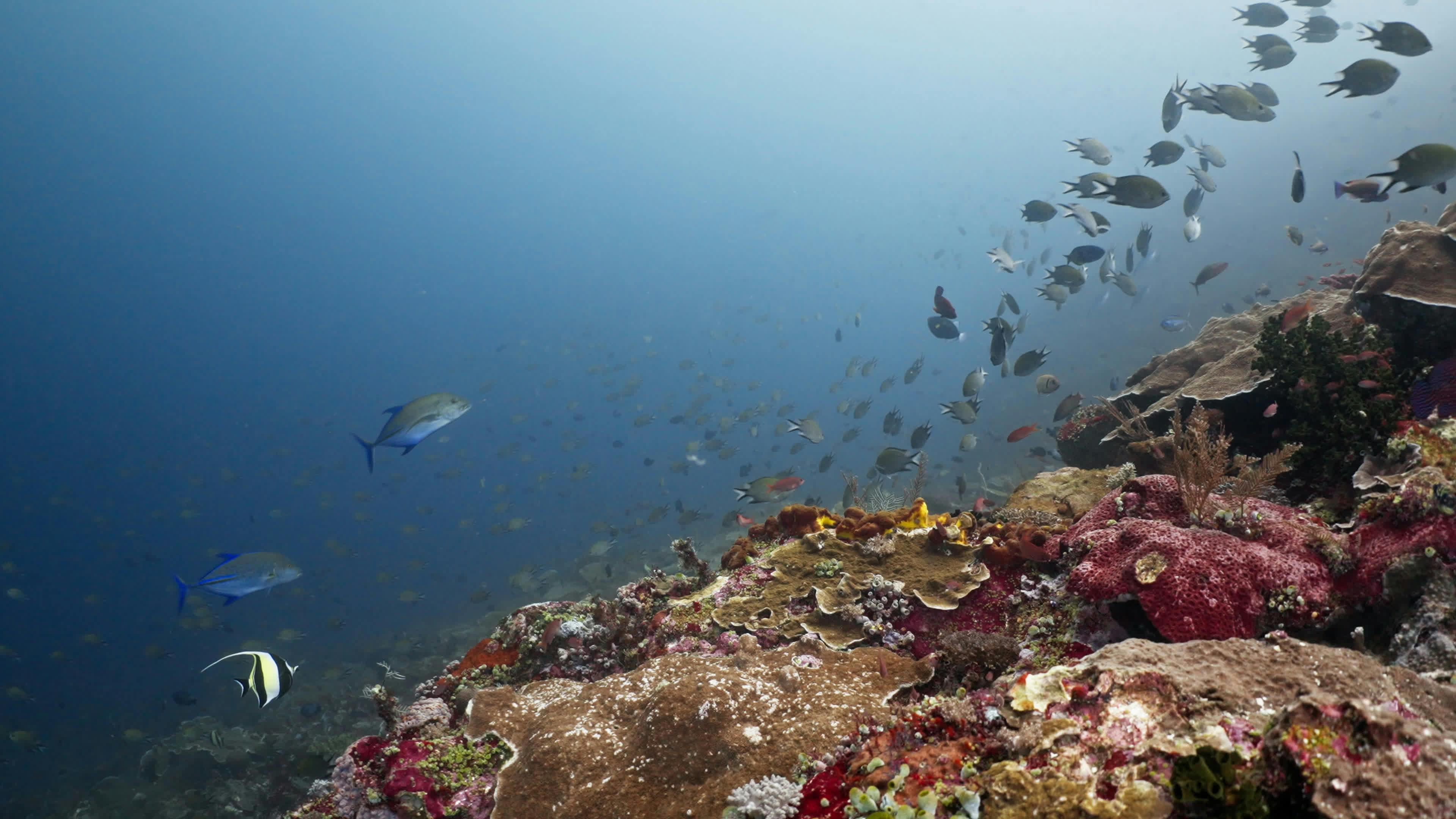 Discover exploring-a-coral-reef, a story-driven footage | Artlist