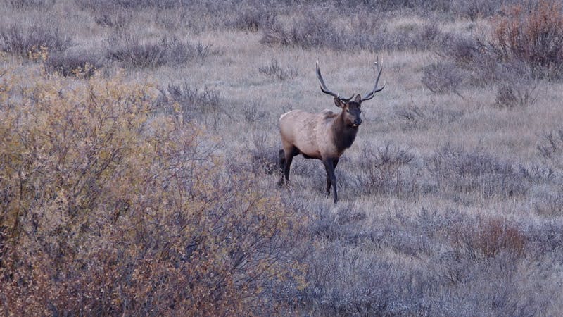 Frosty, Elk, Trees, Endangered by Wesley Aston – Stock Footage | Artlist