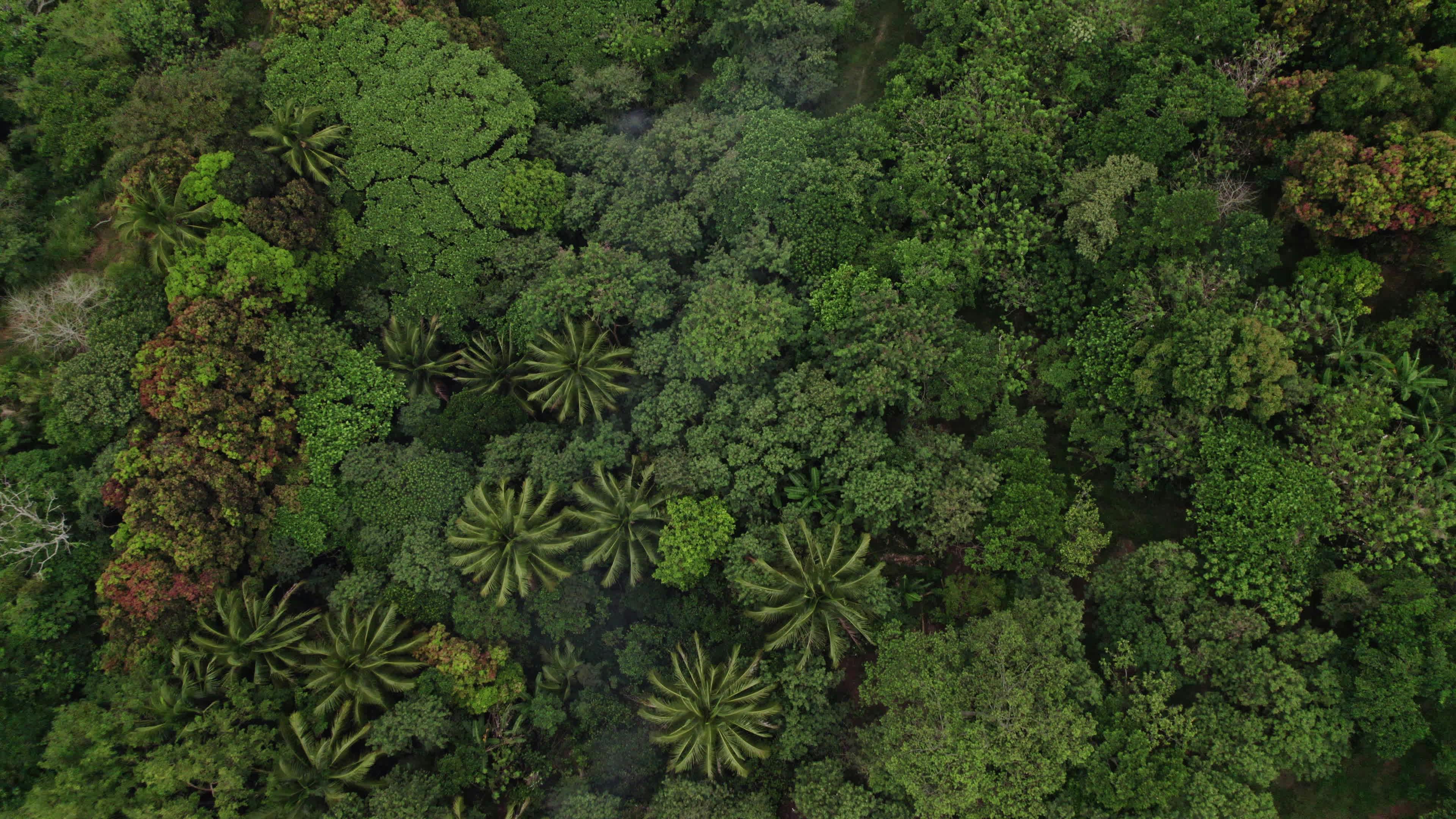 Discover jungle-aerials, a story-driven footage | Artlist