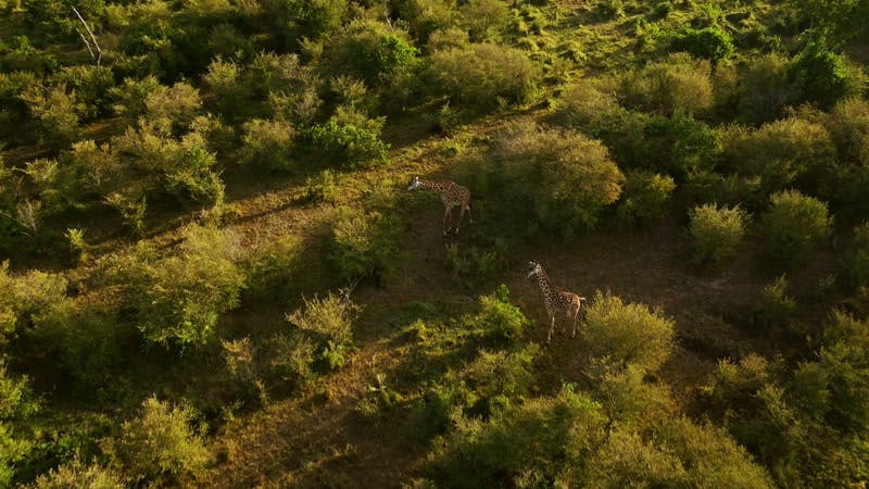 Maasai Mara National Reserve, Fields, Safari, Africa by Matthew ...
