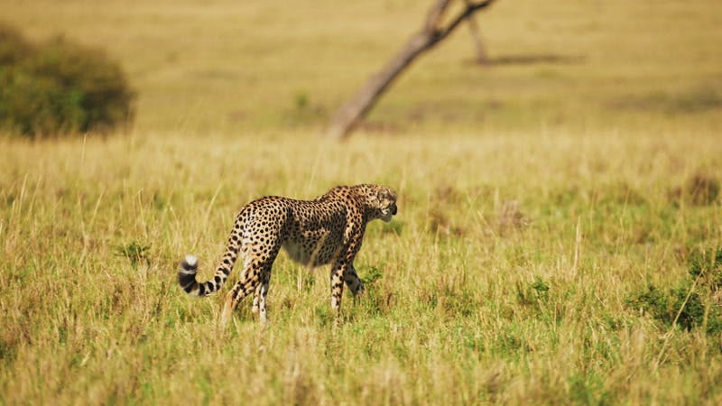 Wild Cats, Grass, Predators, Wild by Matthew Williams-Ellis – Stock ...