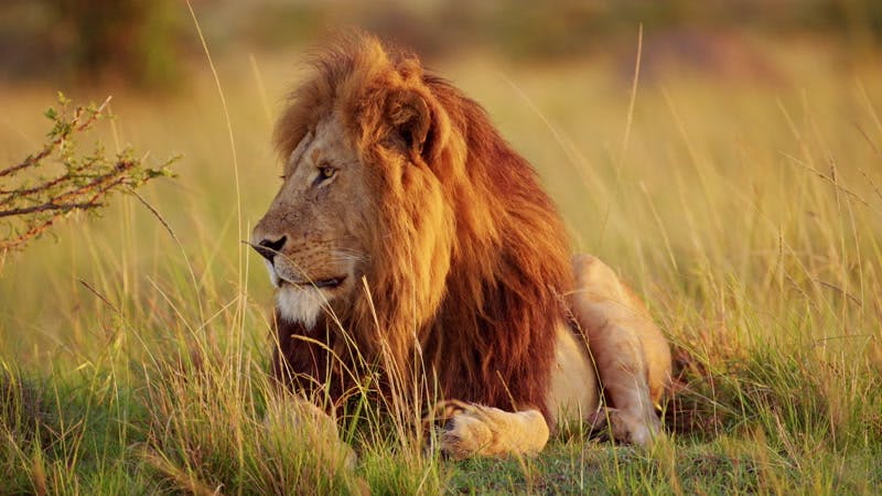 Africa, Golden Hour, Kenya, Masai Mara National Reserve by Matthew ...