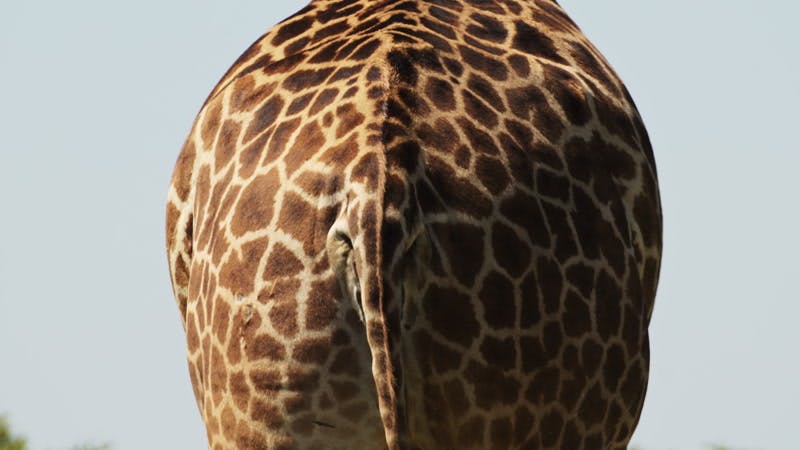Giraffe, Butt, Tail, Animal by Matthew Williams-Ellis – Stock Footage ...
