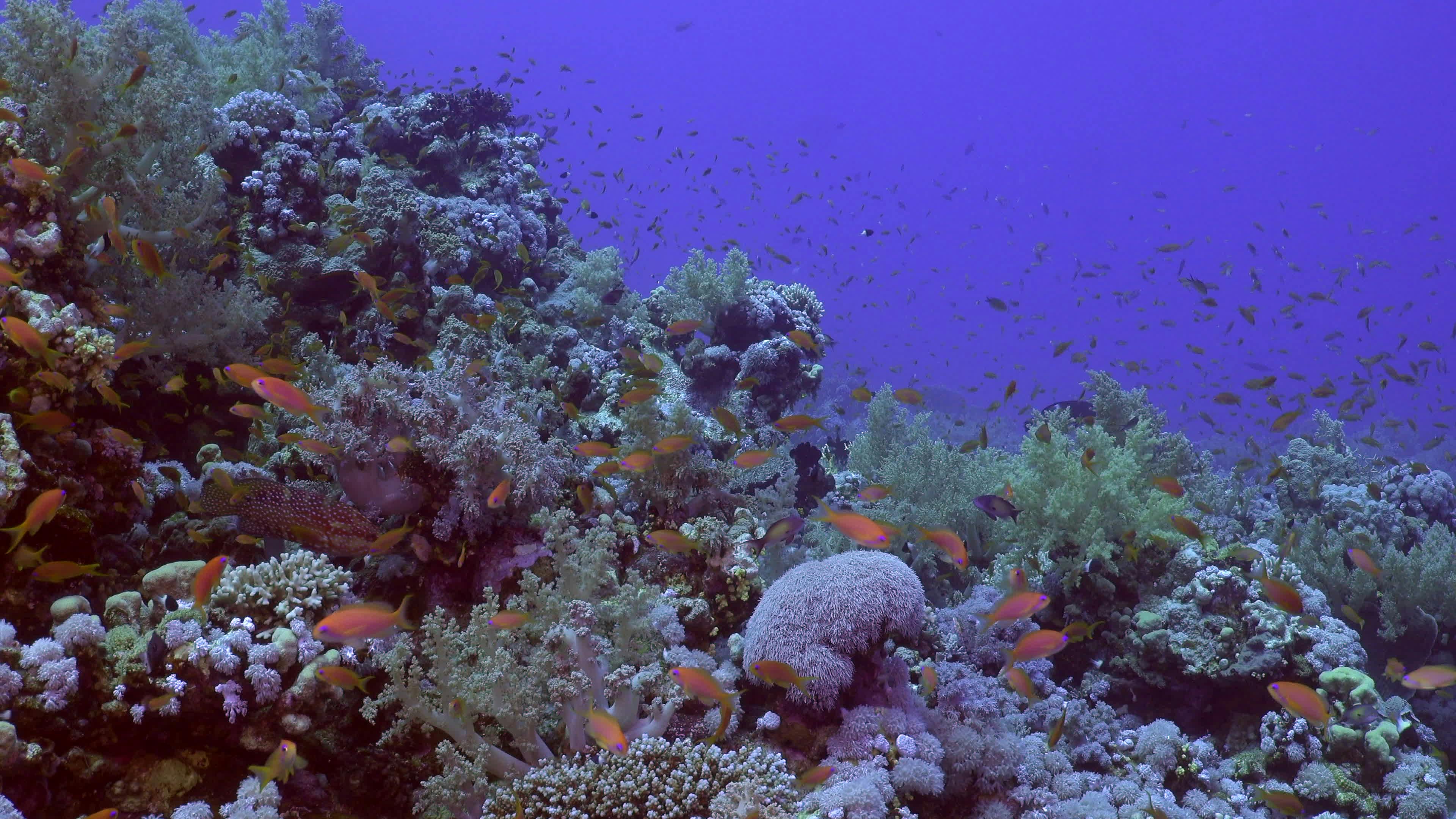 Discover red-sea-marine-life, a story-driven footage | Artlist