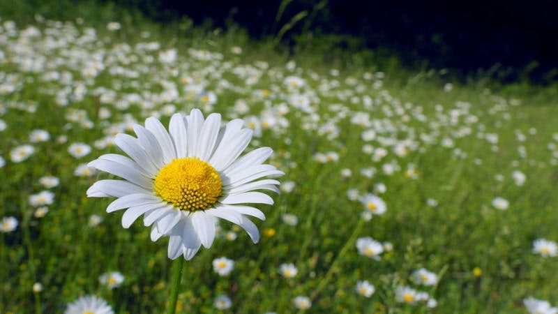 Meadow, Field, Flower, Daisy by Lukas Pich – Stock Footage | Artlist