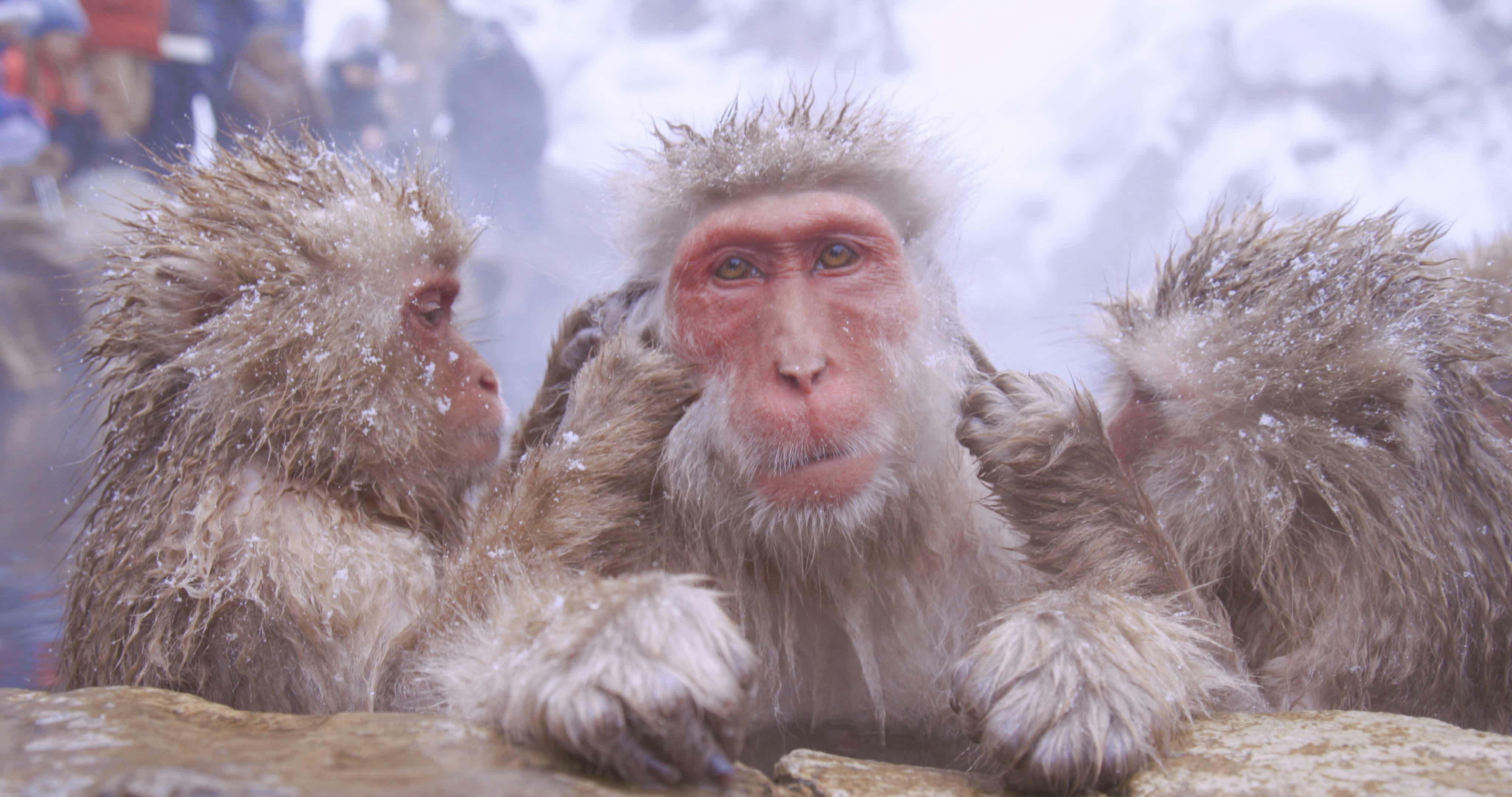 Discover snow-monkeys, a story-driven footage | Artlist