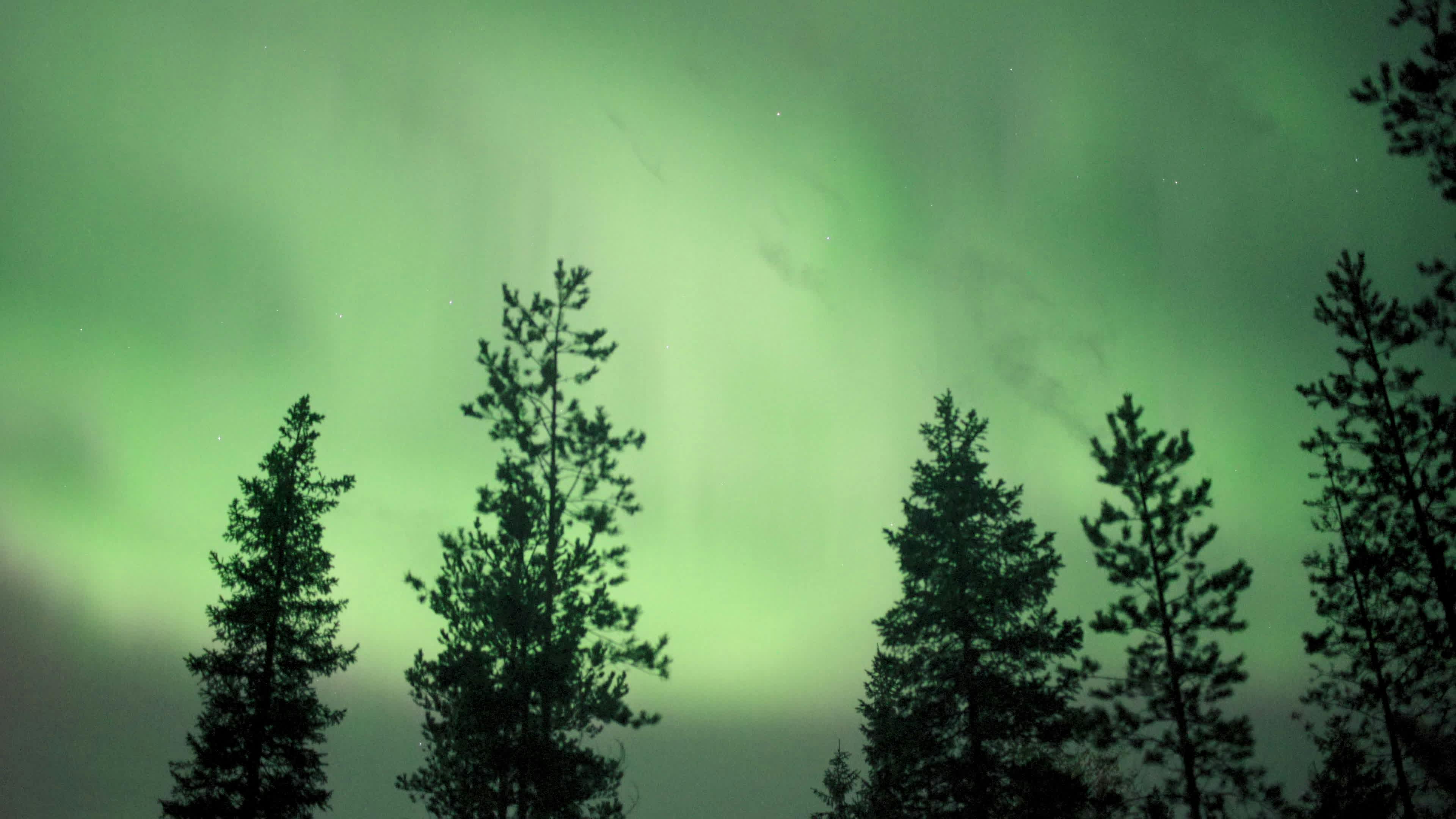 Discover aurora-forest, a story-driven footage | Artlist