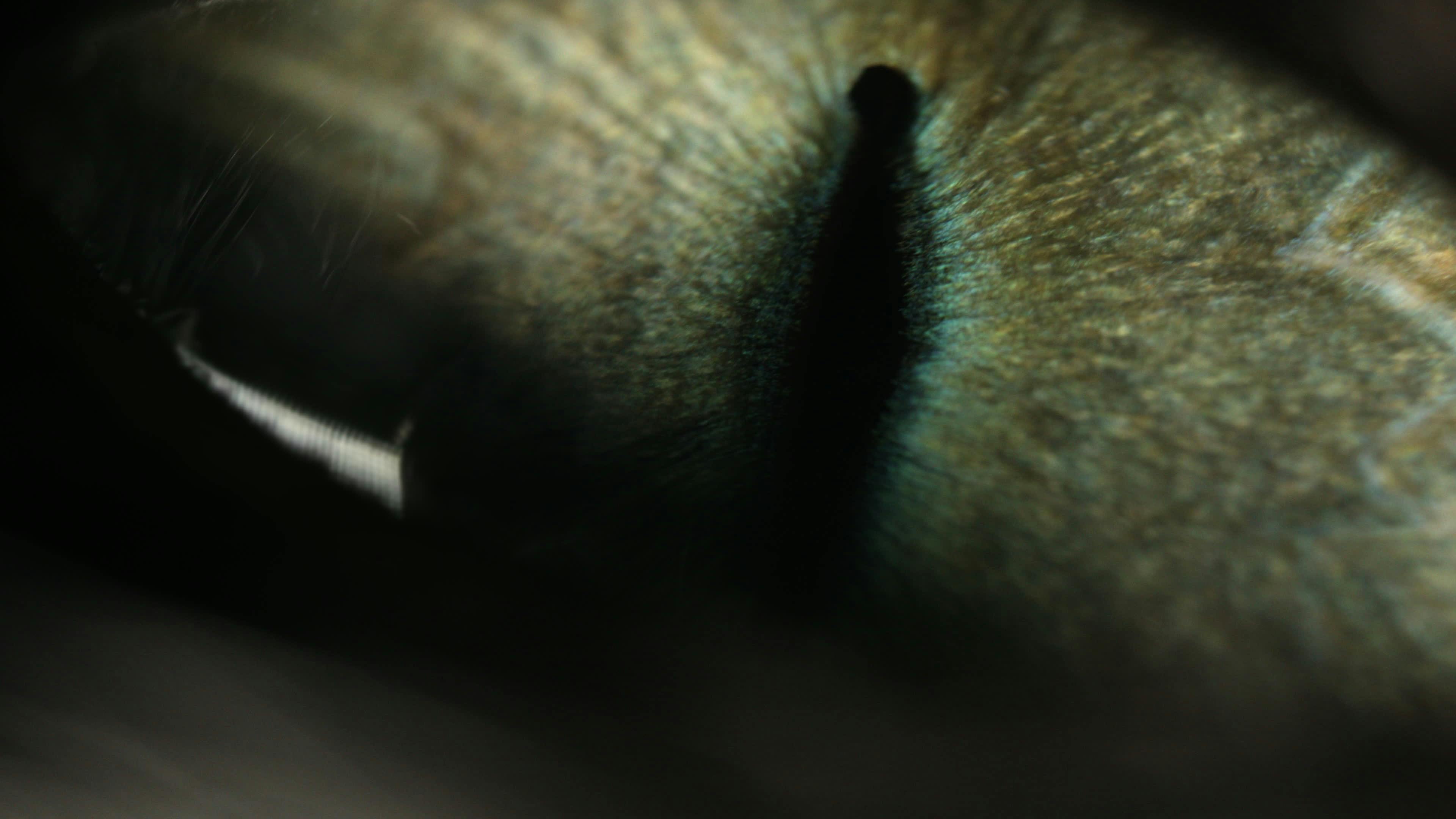 Discover macro-cat, a story-driven footage | Artlist