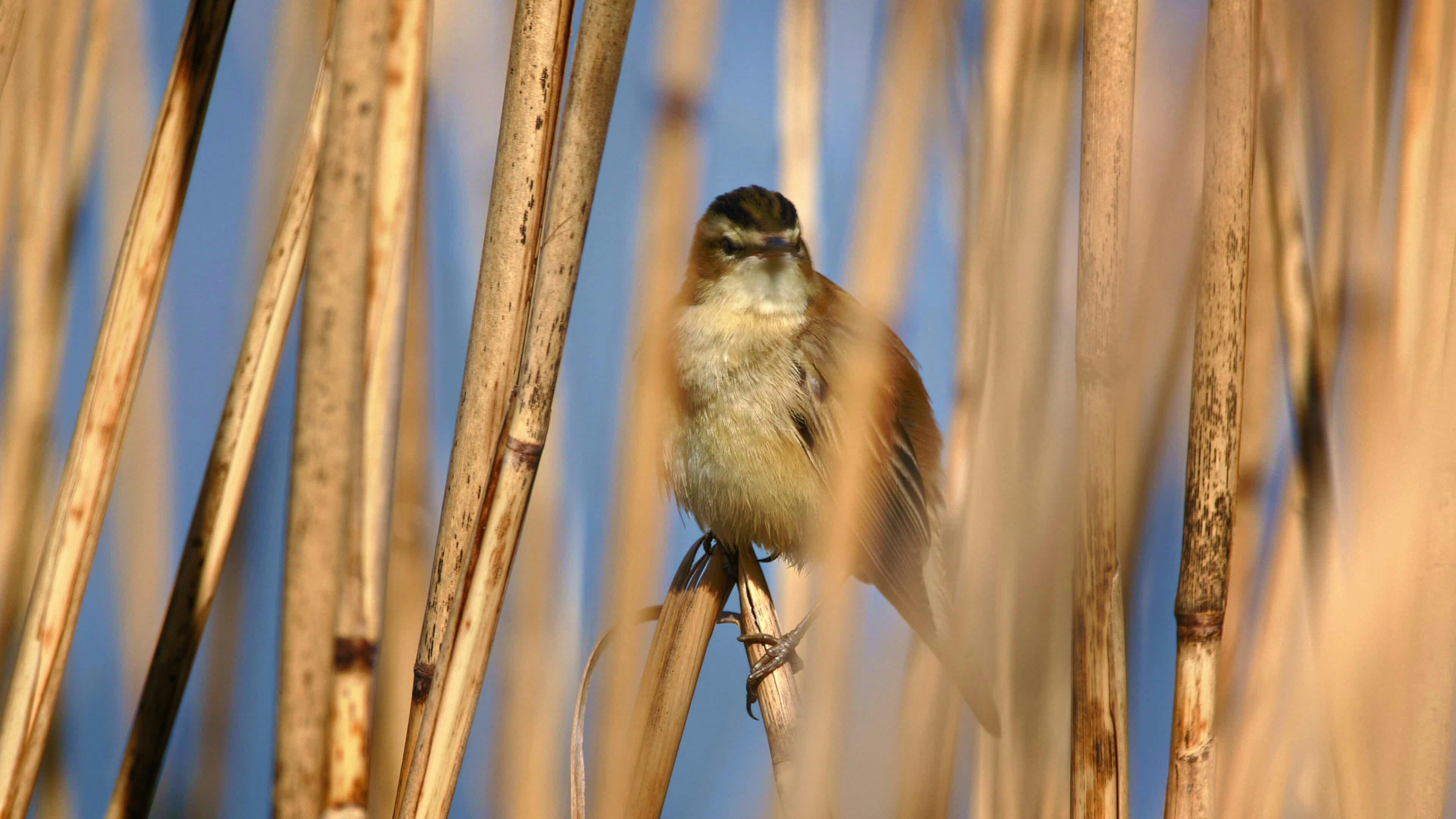 Discover sedge-warbler-bird, a story-driven footage | Artlist