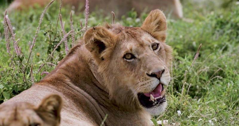 Resting, Savanna, Predator, Cub by Day's Edge Productions – Stock ...