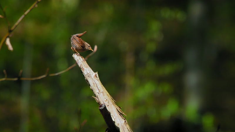 Leaf, Song-bird, Tree-branch, Bird by Lukas Pich – Stock Footage | Artlist
