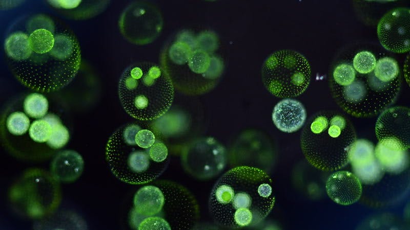 Colonial Organism, Microorganism, Microscopic, Globe Algae by Benedikt ...