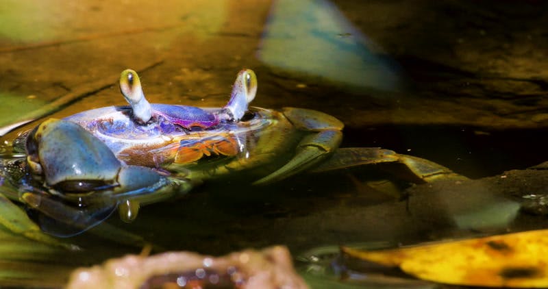 Florida, Crustacean, Pinchers, Claw by Day's Edge Productions – Stock ...