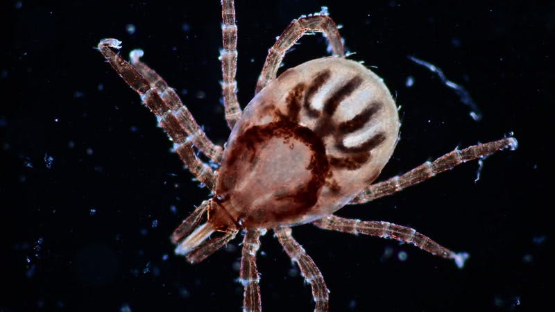 Tick, Mite, Arachnids, Parasite by Benedikt Pleyer – Stock Footage ...