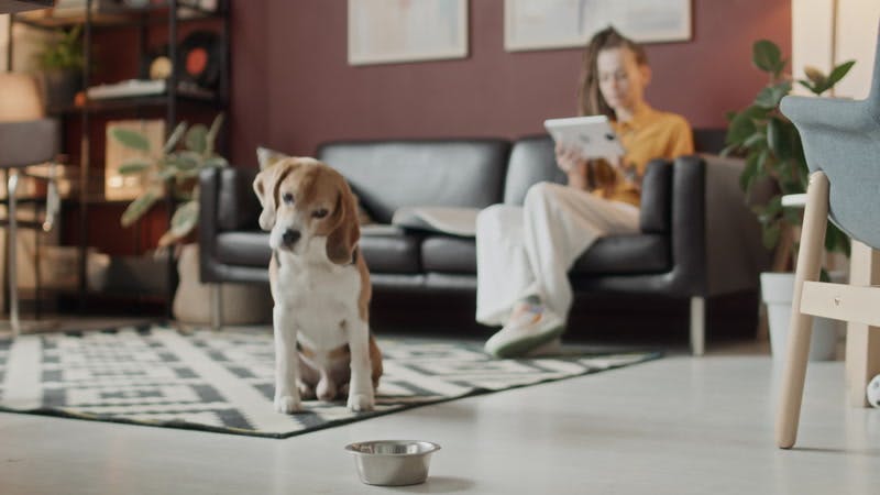 Gen Z, Beagle, Work Space, Office by SeventyFour – Stock Footage | Artlist