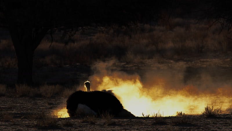 Dust, Kalahari Desert, Preen, Ostriches by Andre Brink – Stock Footage ...
