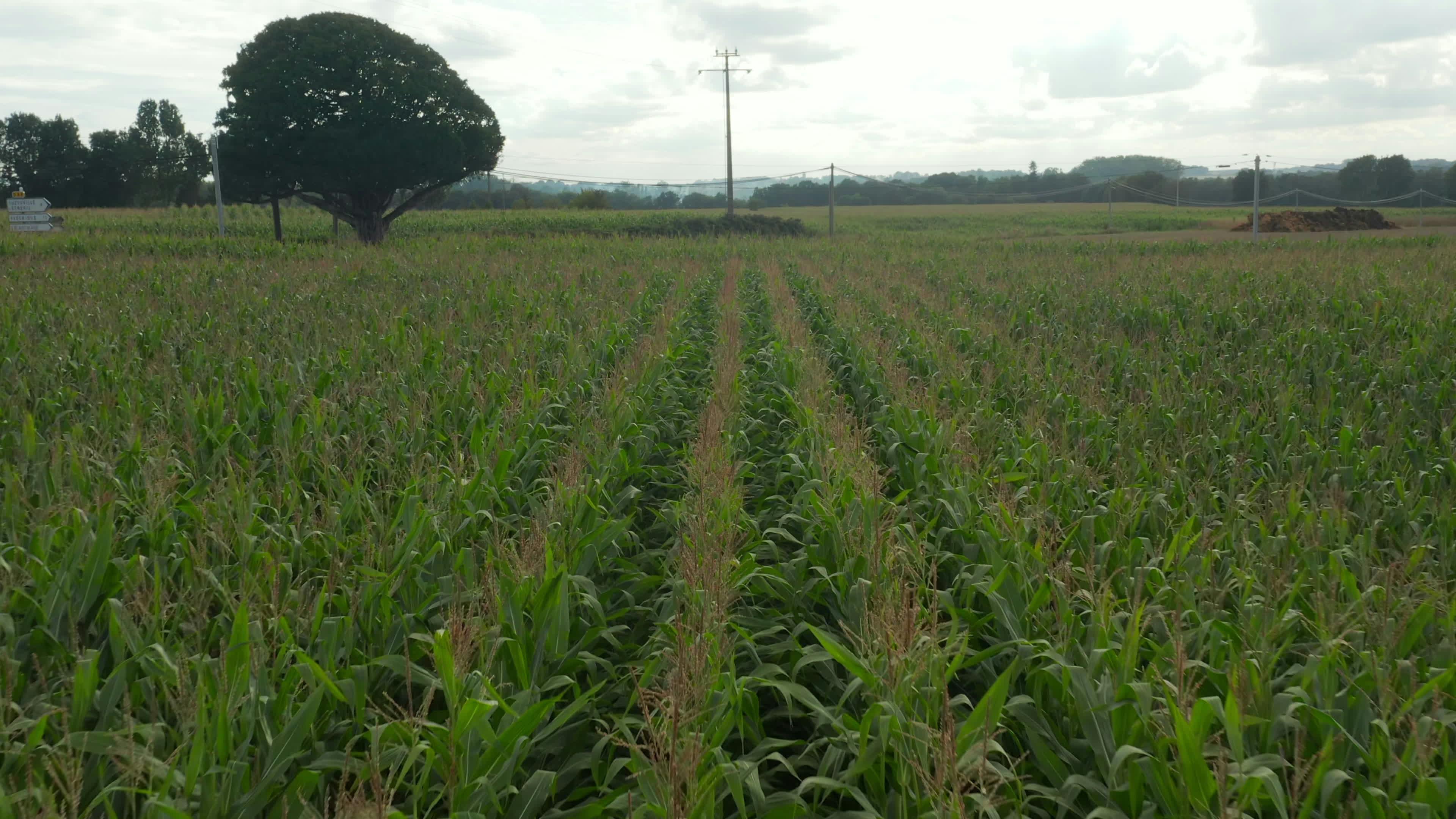 Discover corn-field-and-french-suburbs, a story-driven footage | Artlist