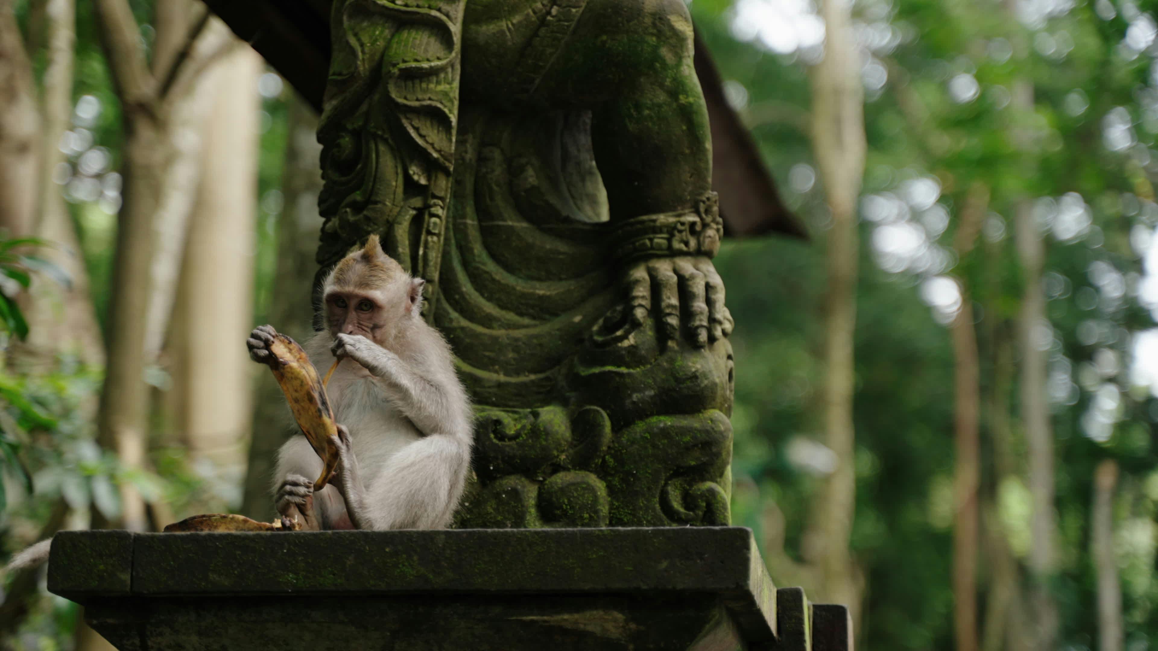 Discover sacred-monkey-forest-sanctuary, a story-driven footage | Artlist