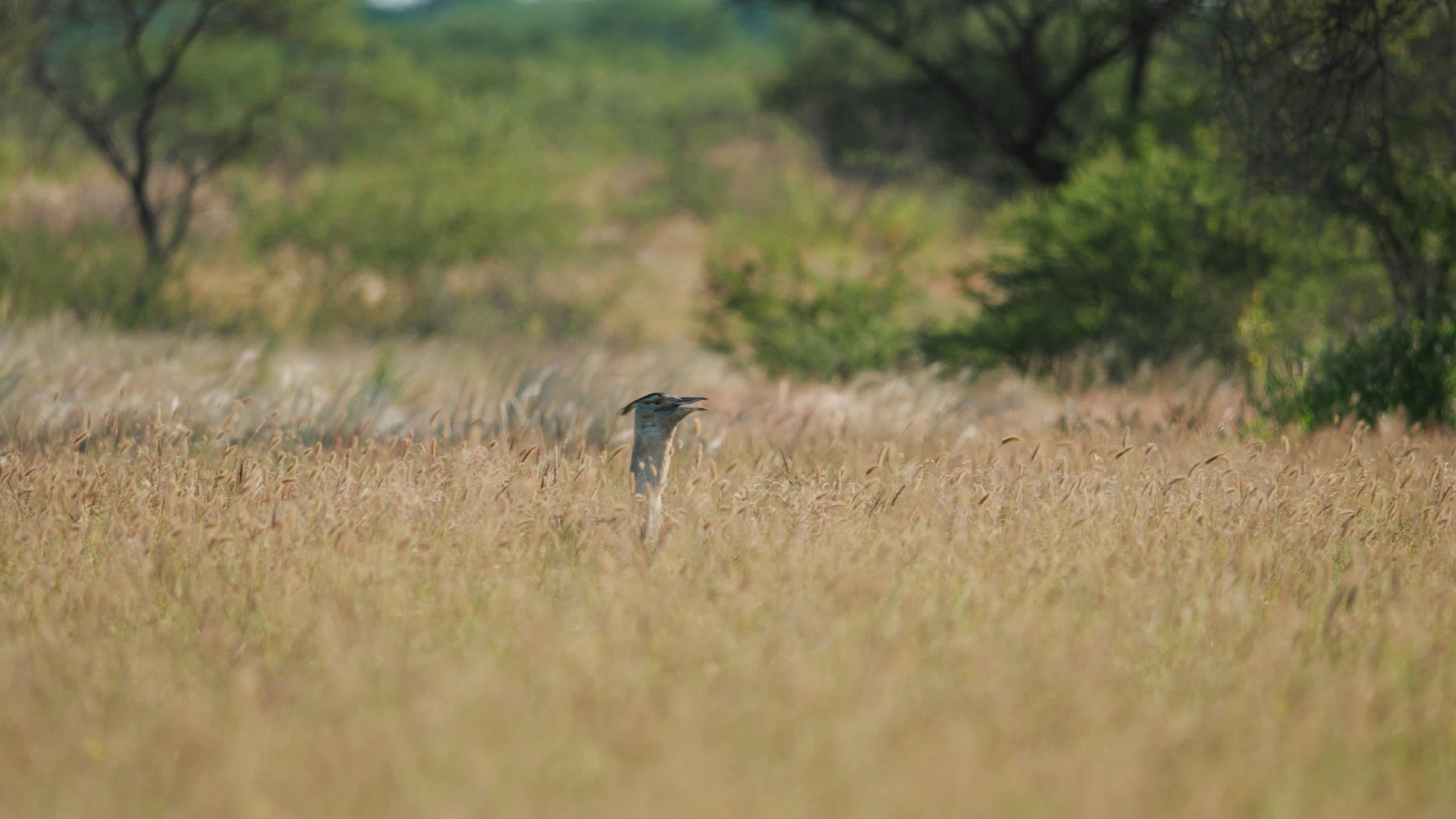 Discover birds-of-botswana, a story-driven footage | Artlist