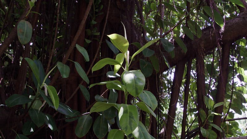Leaves, Trunk, Rubber Tree, Branch by BOREALE VISION – Stock Footage ...