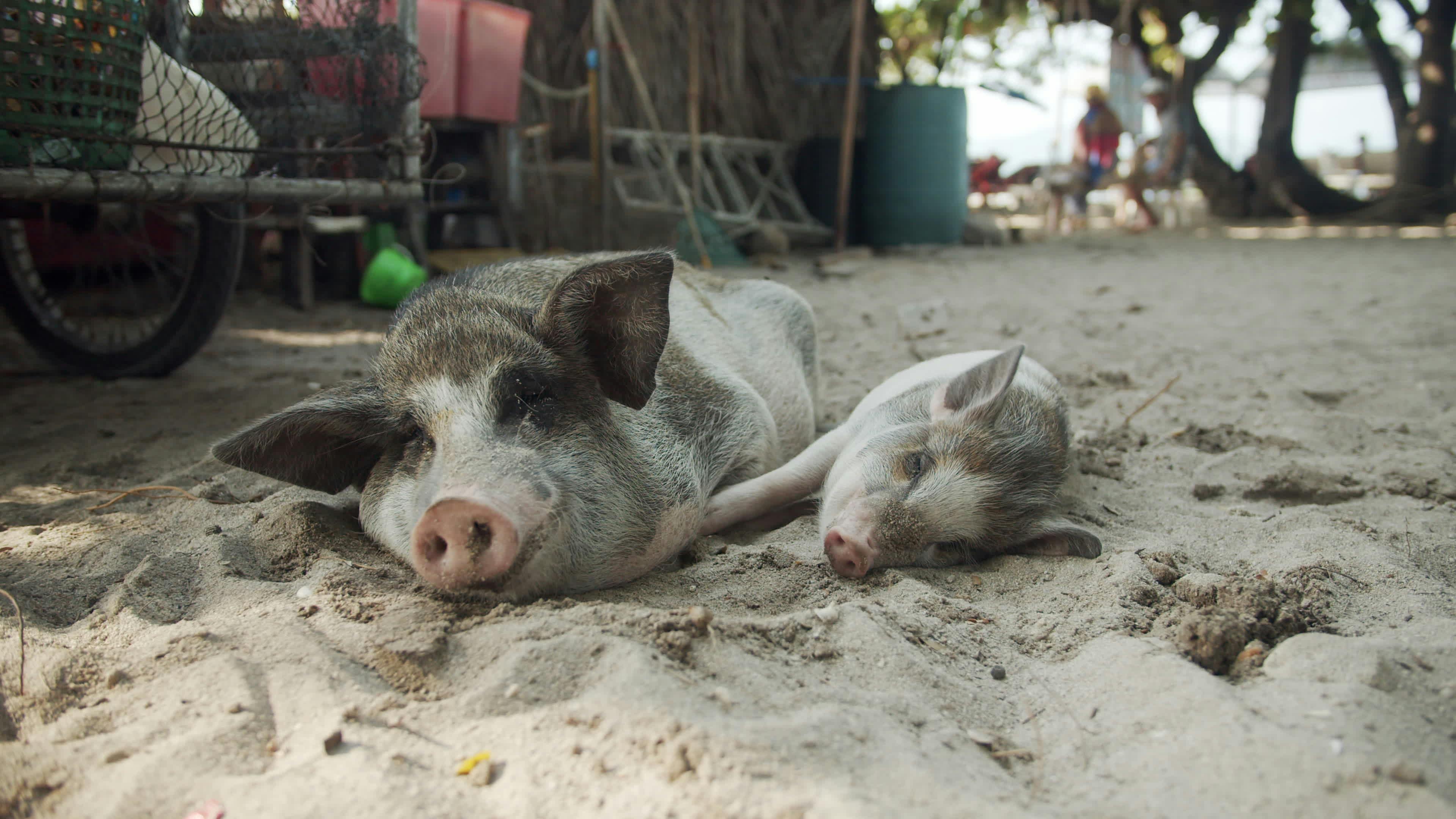 Discover pigs-and-piglets, a story-driven footage