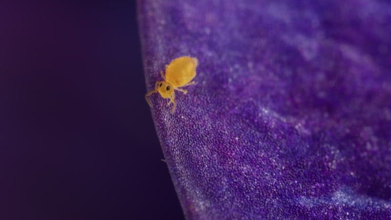 Arthropod, Hexapod, Pest, Infestation by Gentle Steps – Stock Footage ...