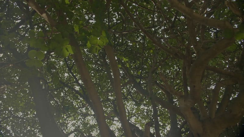 Trees, Leaves, Branches, Sun Flare by P.P.H. – Stock Footage | Artlist