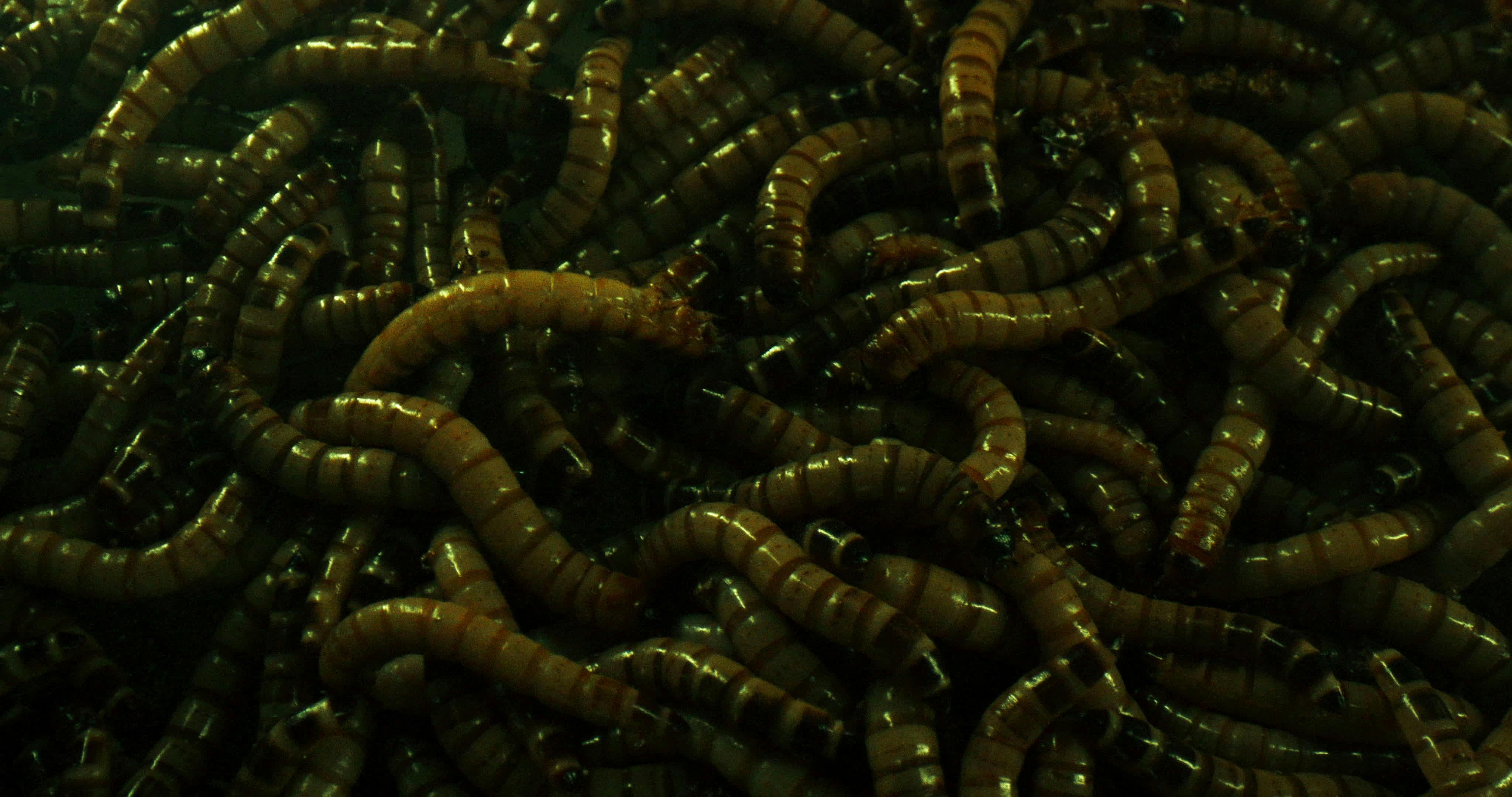 Discover mini-monsters, a story-driven footage | Artlist