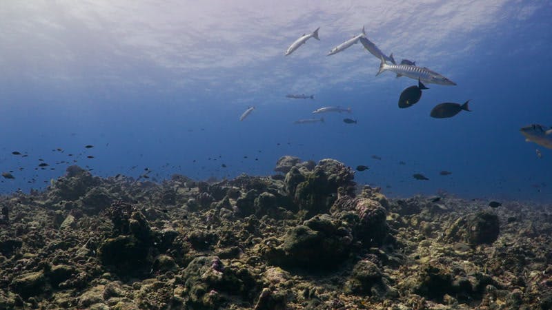 Shoal, Blue, Marine Life, Rangiroa by Gilles Charvet – Stock Footage ...